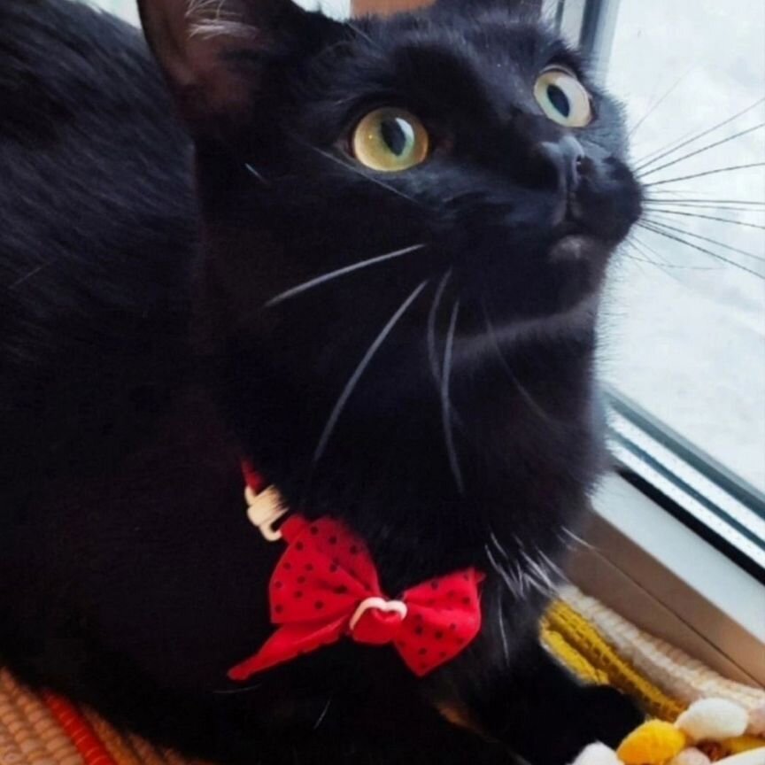 Коты даром
