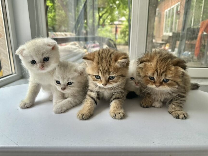 Британские котята золотая и серебренная шиншилла