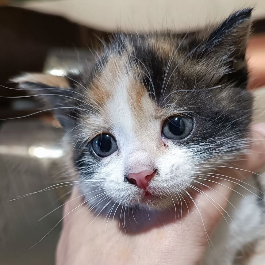 Котёнок в добрые руки