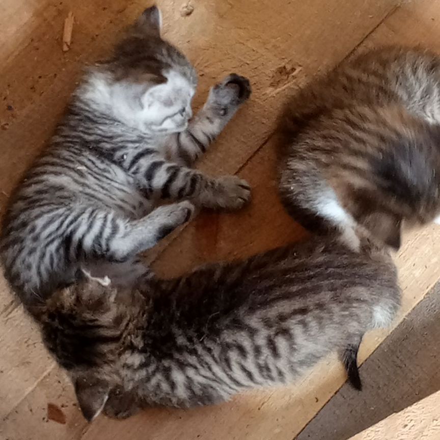 Котята шотландские