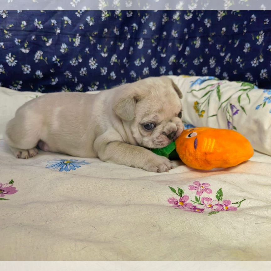 Французский бульдог, щенок