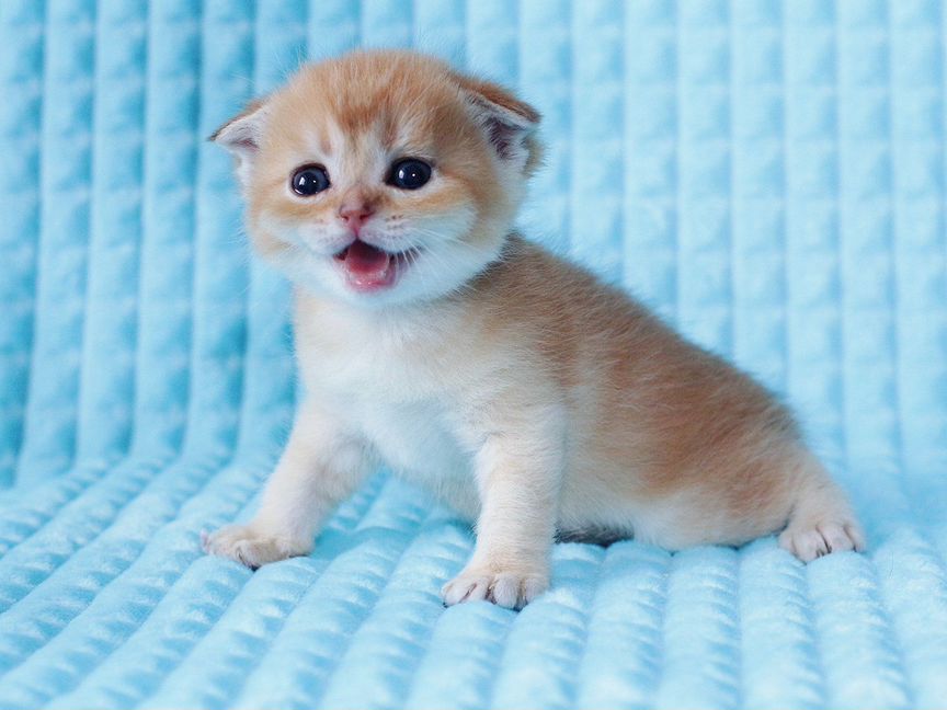 Золотой мальчуган