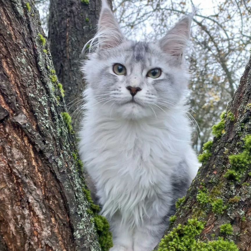 Кошечка серебро шадет линии