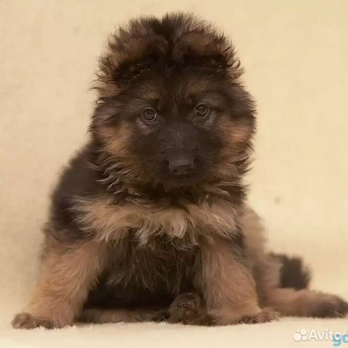 Пушистые щенки Мишки длинношерстных немецк овчарок