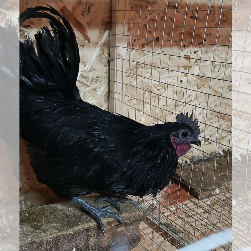 Петухи молодые на племя Ухейилюй, Легбар