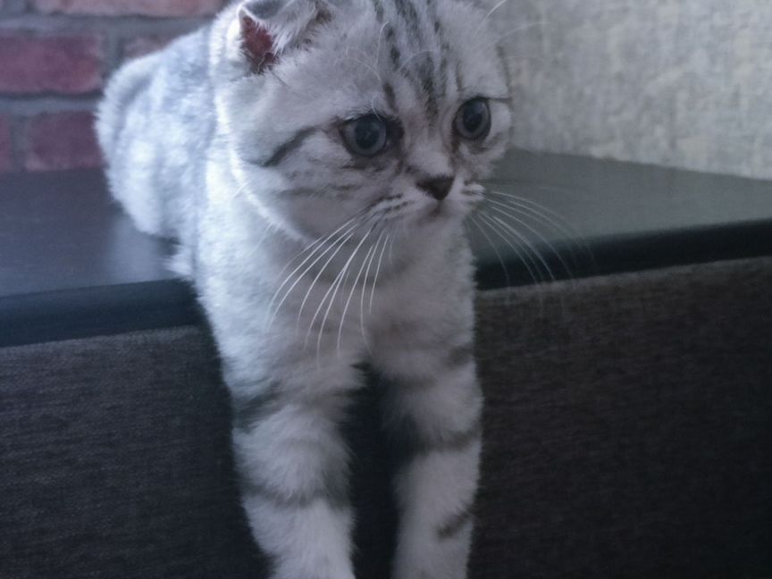 Шотландская вислоухая