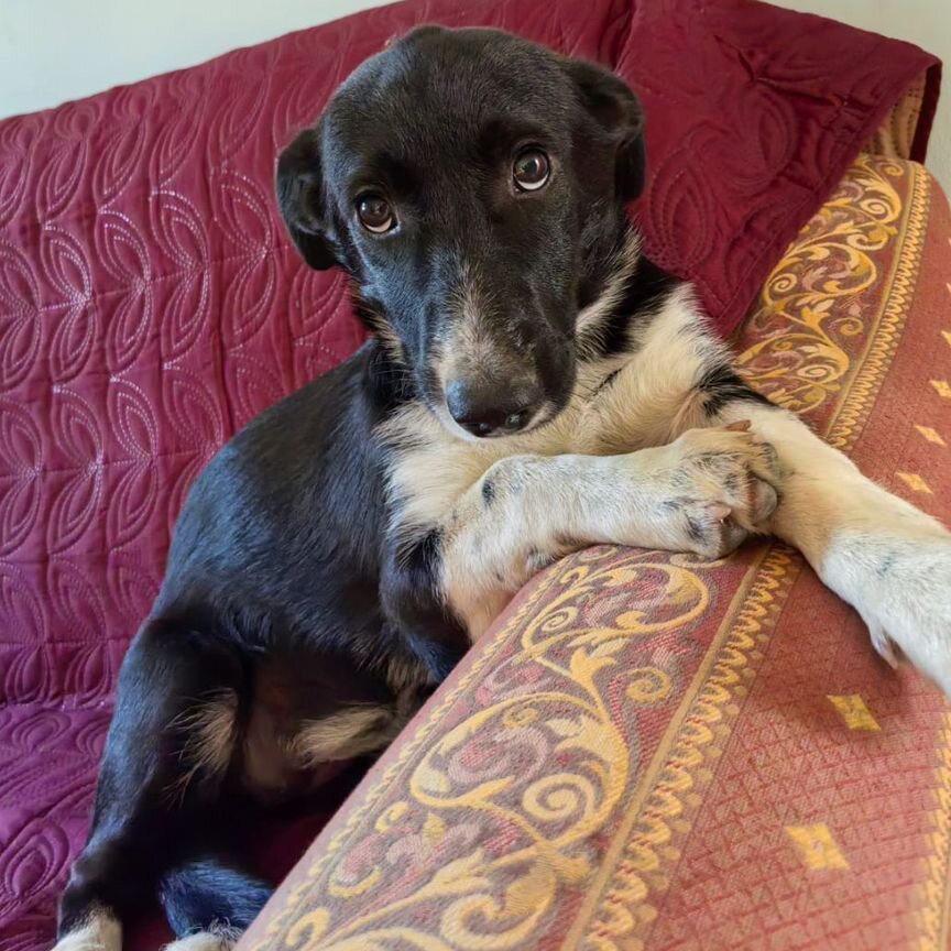 Щенок в добрые руки