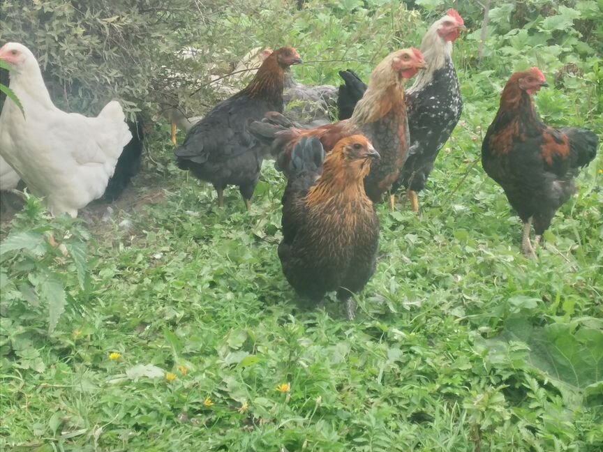 Куры молодки