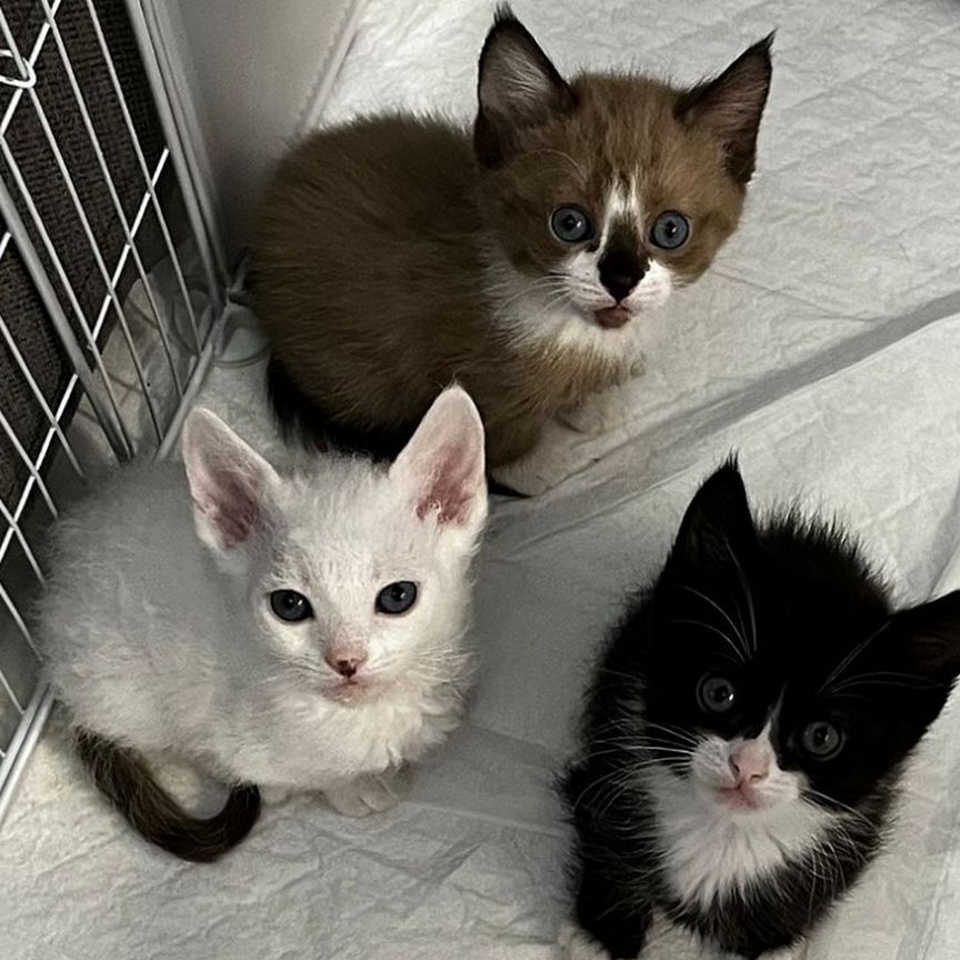 Канадский сфинкс котята