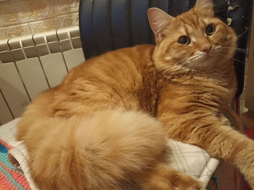 Кот
