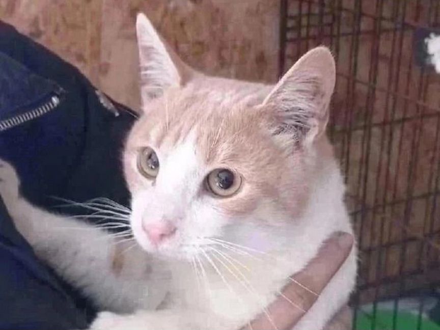 Отдам котика в добрые руки