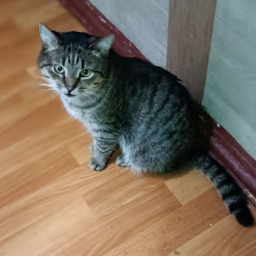 Котик окраса Таби