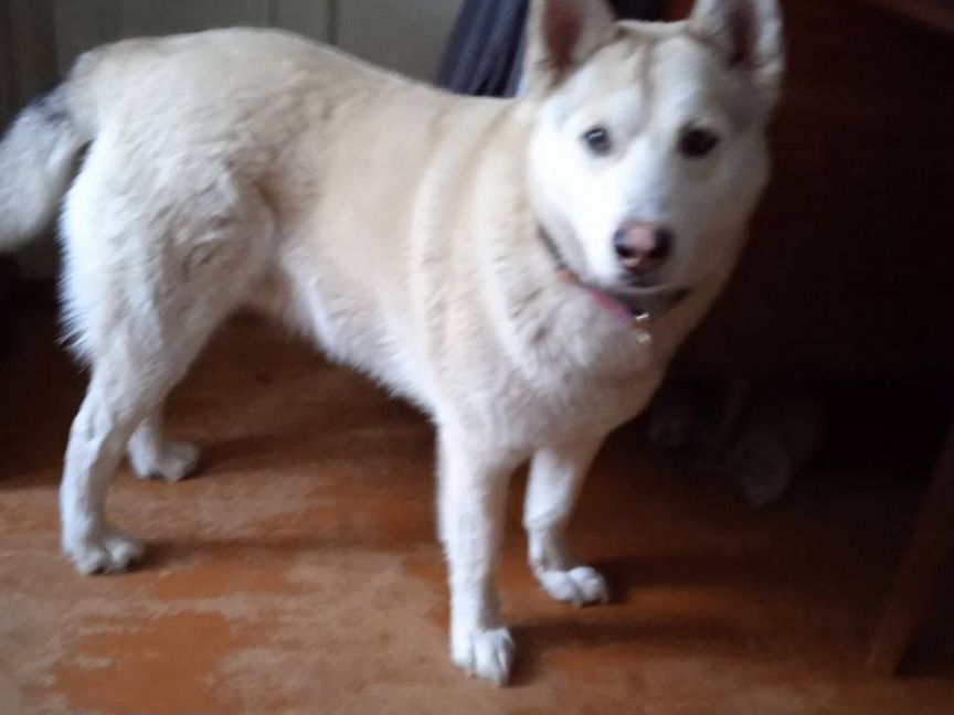 Собака сибирский хаски