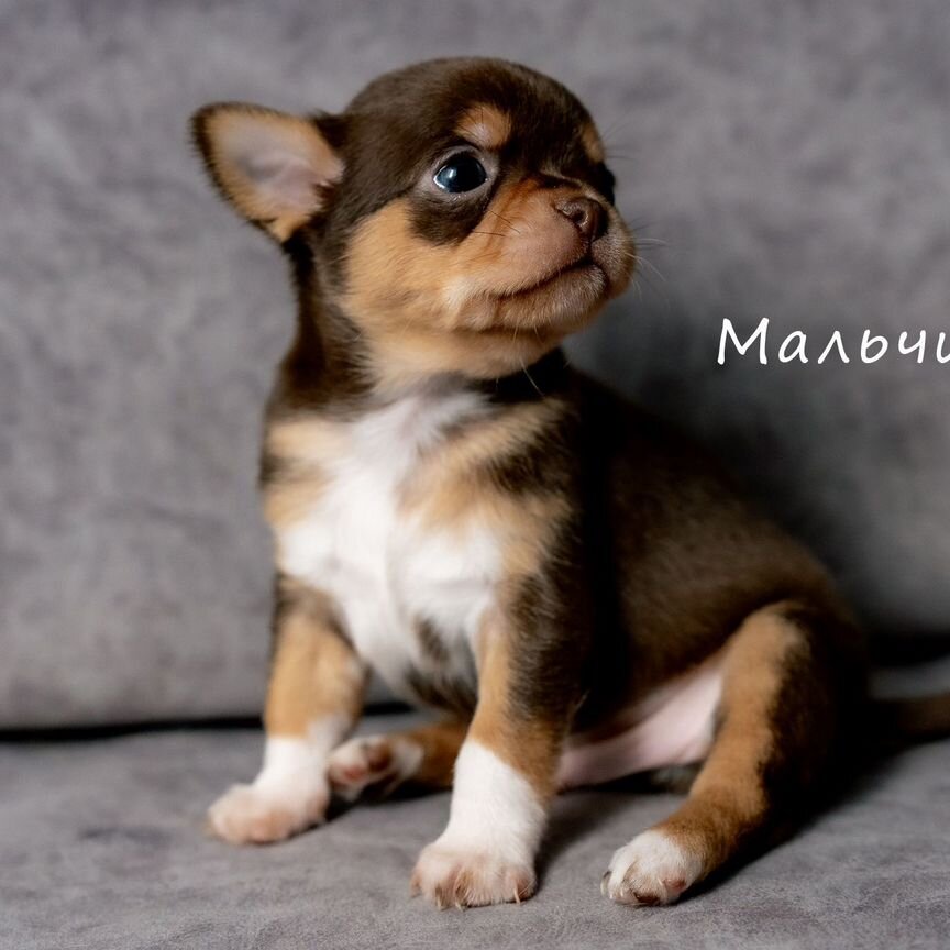 Щенки чихуахуа гладкошерстные