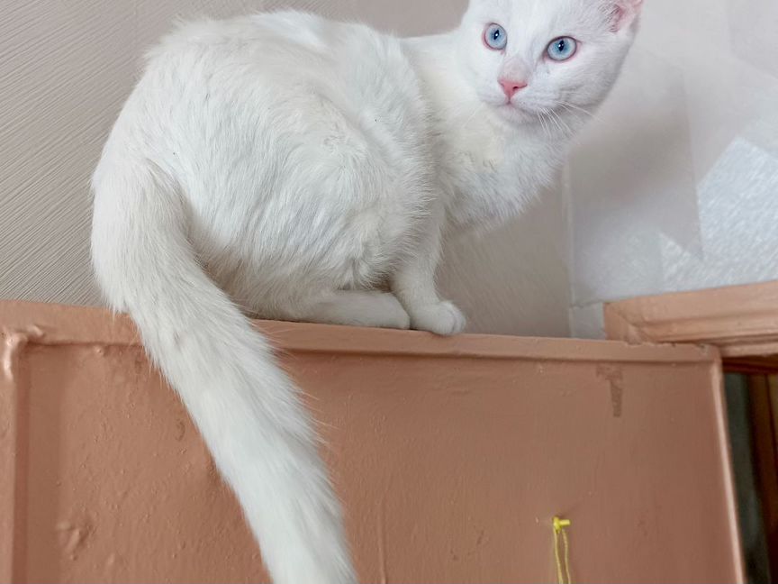 Белоснежный кот