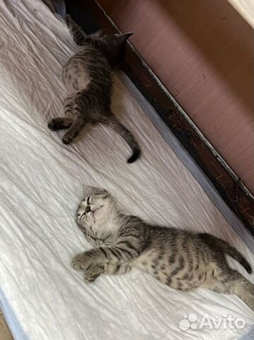 Котята 2-две девчонки в добрые руки 2 месяца