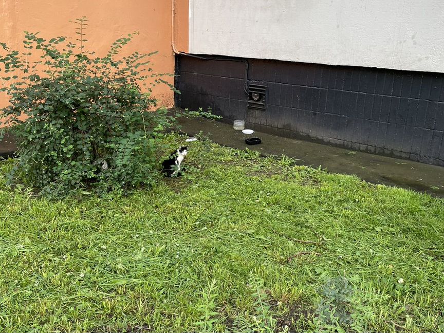 Котята из подвала