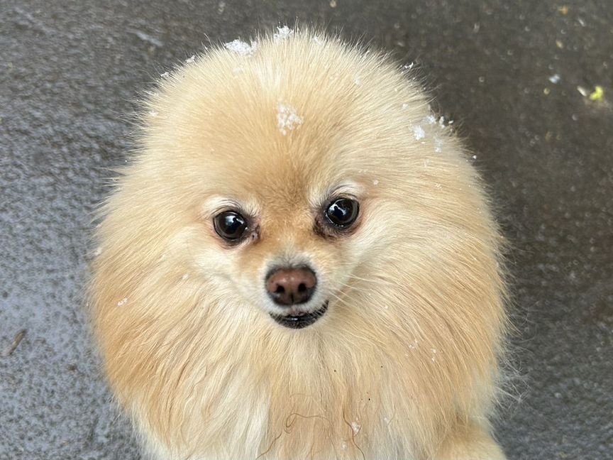 Убежала собака Шпиц