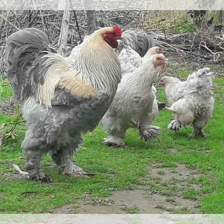 Семья брама изабелла