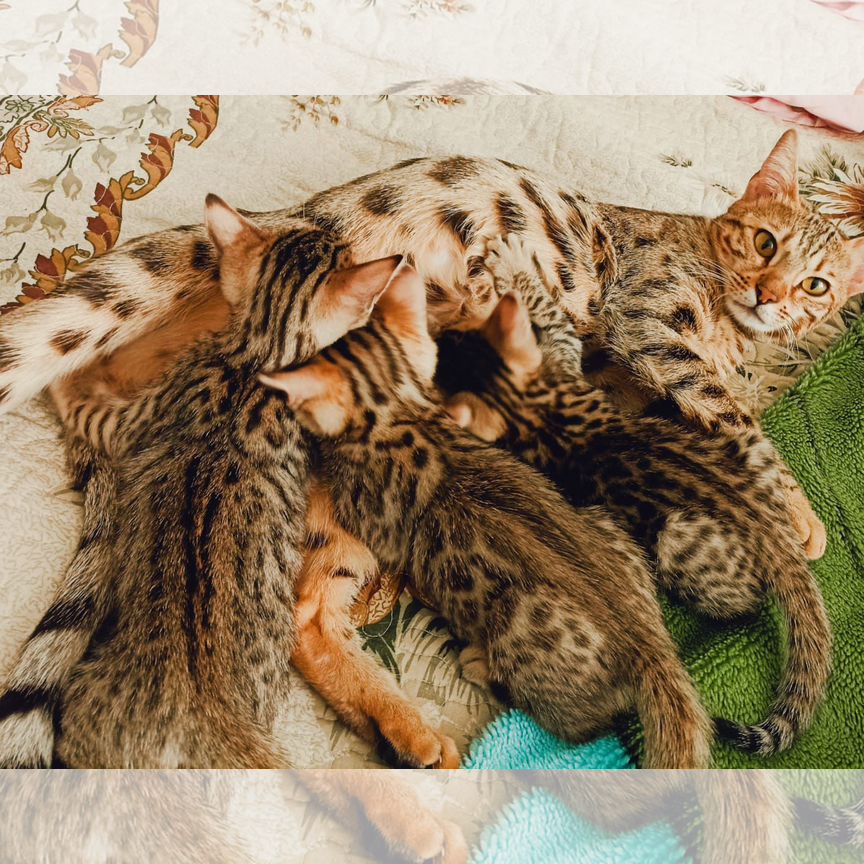 Бенгальскате котята