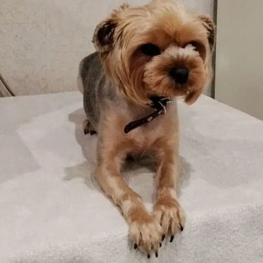 Йоркширский терьер, взрослая собака