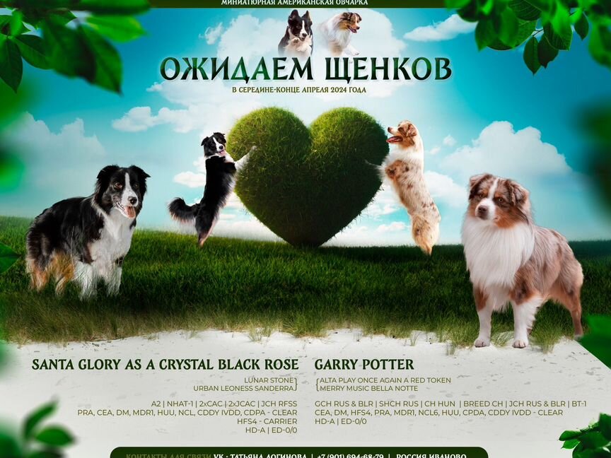 Щенки Миниатюрной Американской Овчарки
