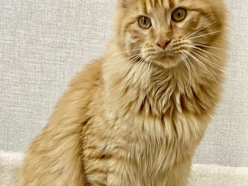 Рыжуля мейн-кун