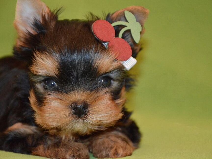 Красавица Лекса