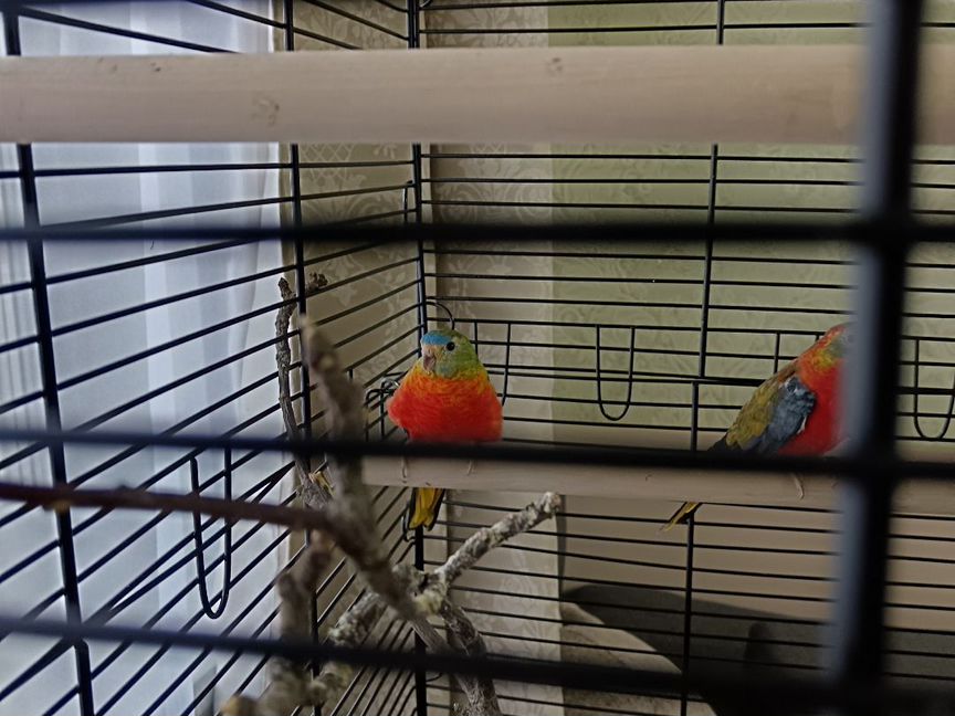 Пара травяных попугаев