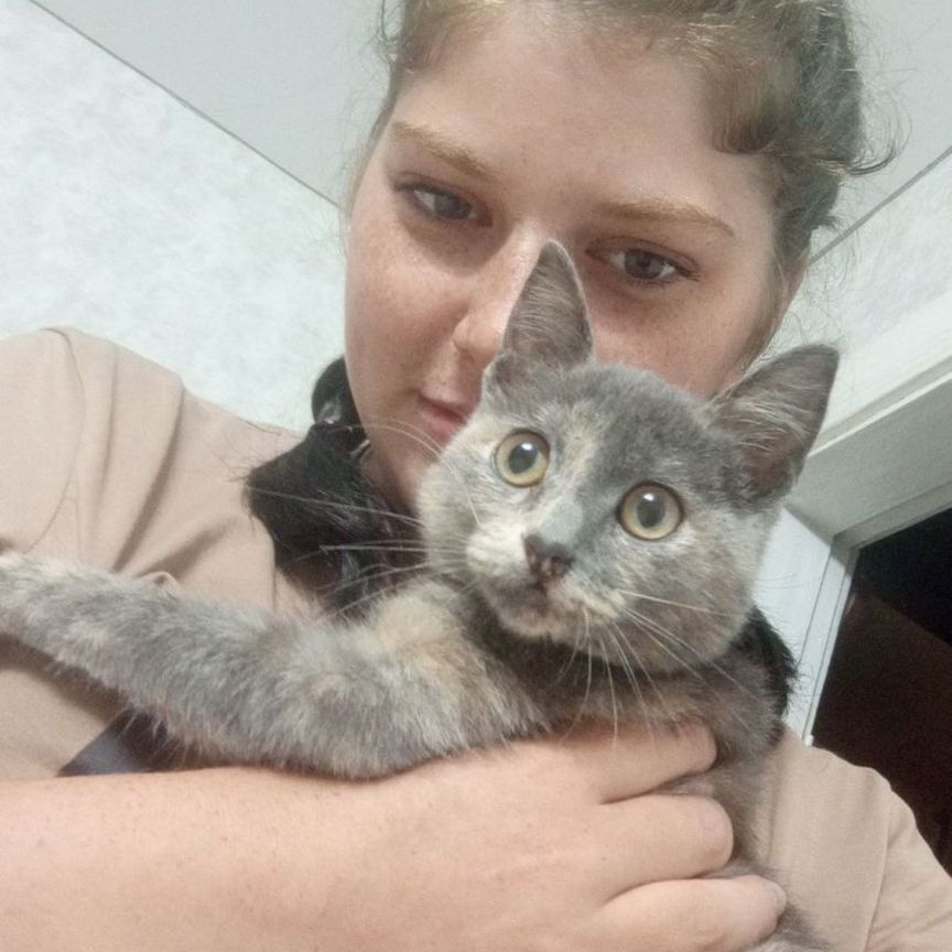 Увязалась кошка
