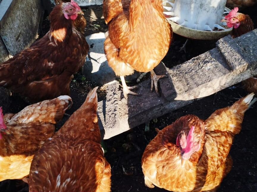 Куры несушки продам