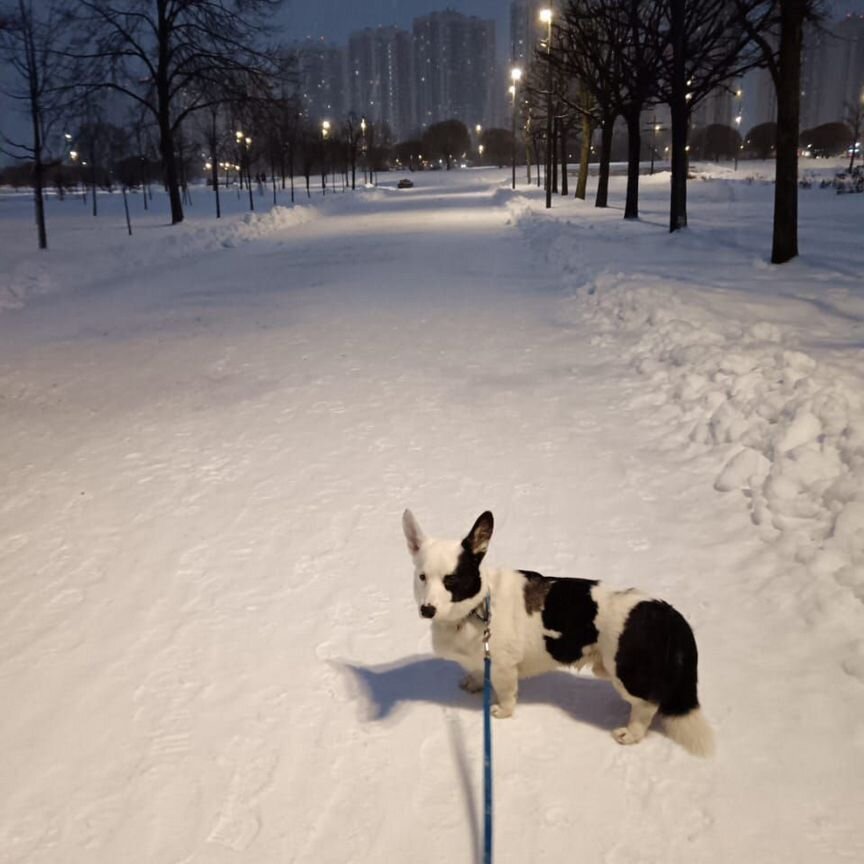 Корги в добрые руки