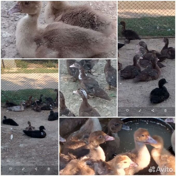 Мускусные утки индоутки индоутята