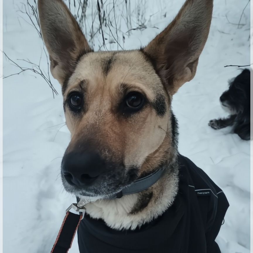 Взрослая собака в добрые руки