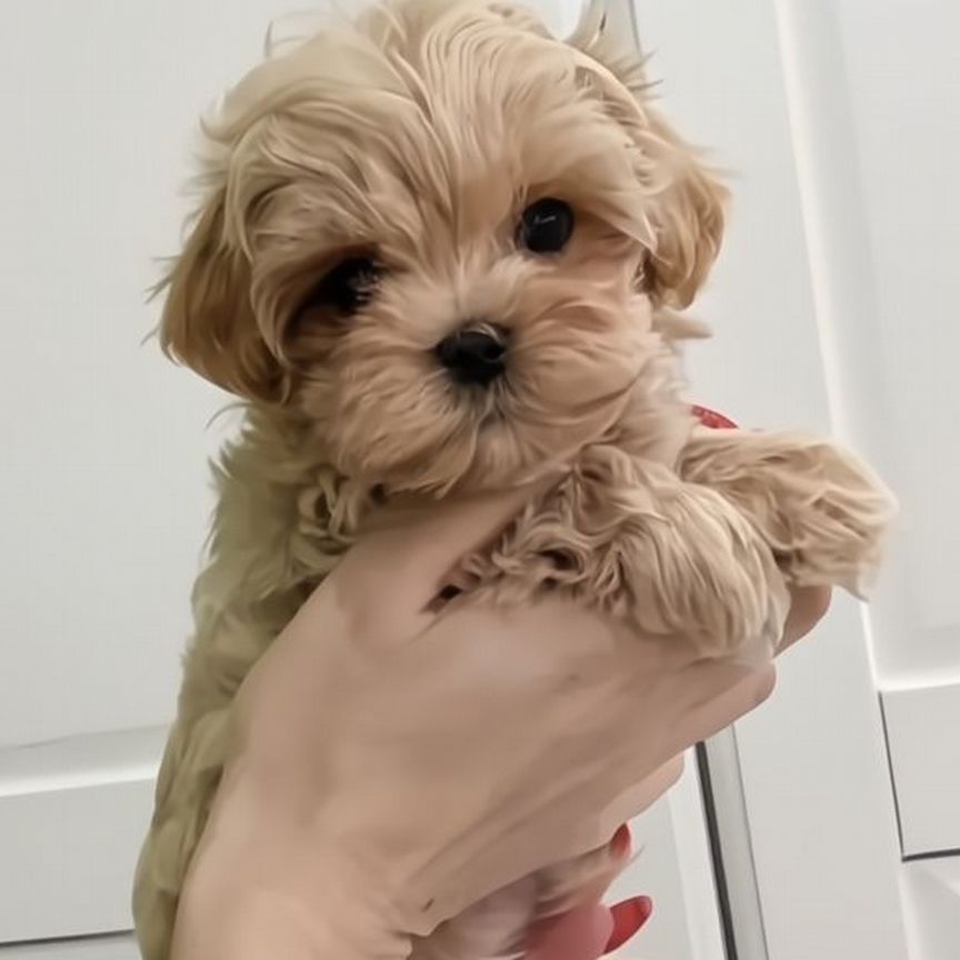 Мальтипу, щенок