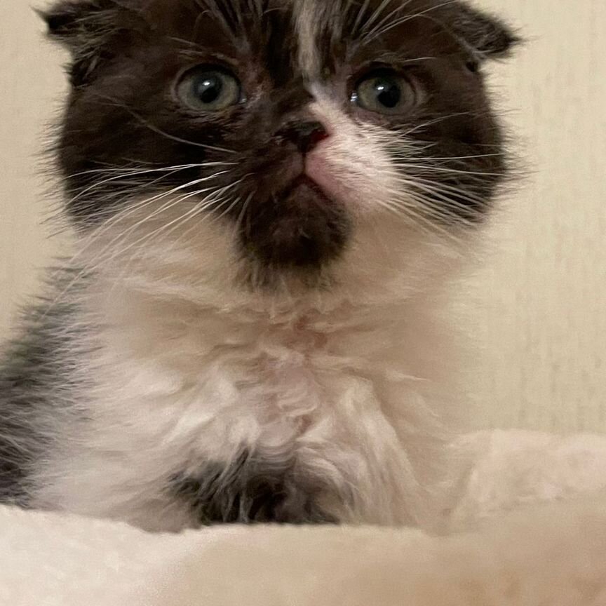 Шотландские вислоухие котята
