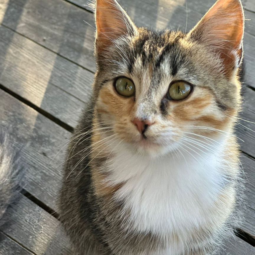 Котёнок в хорошие руки
