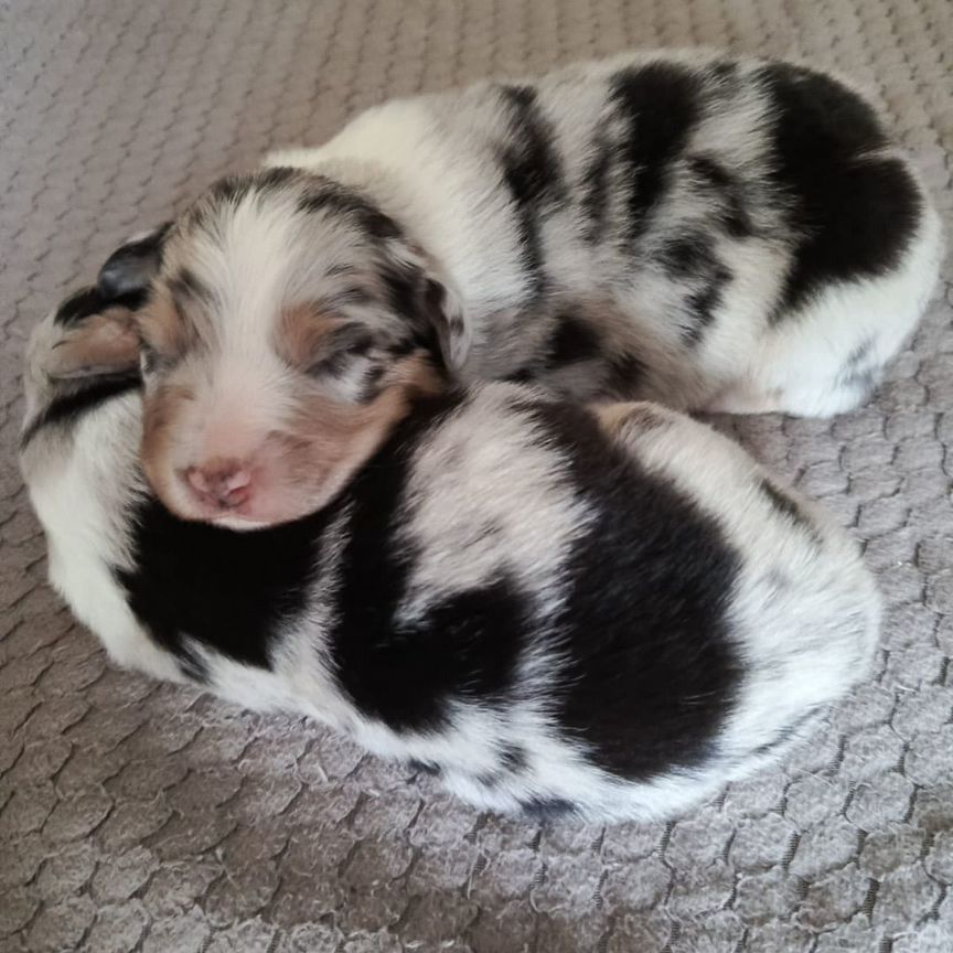 Щенки аусси