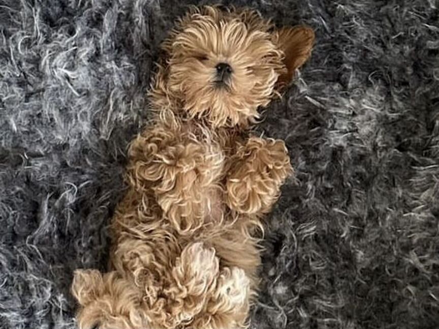 Мальчик Мальтипу F1