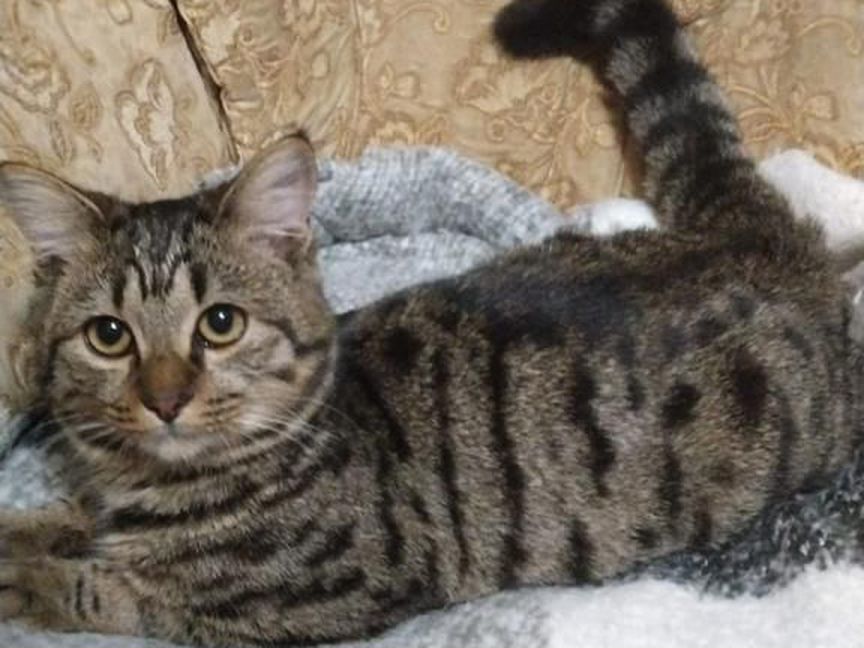 Молодой кастрированный котик ищет дом