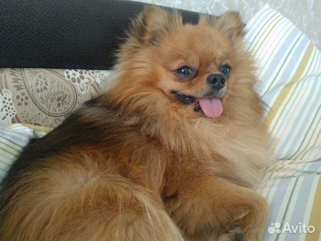 Немецкий шпиц вязка