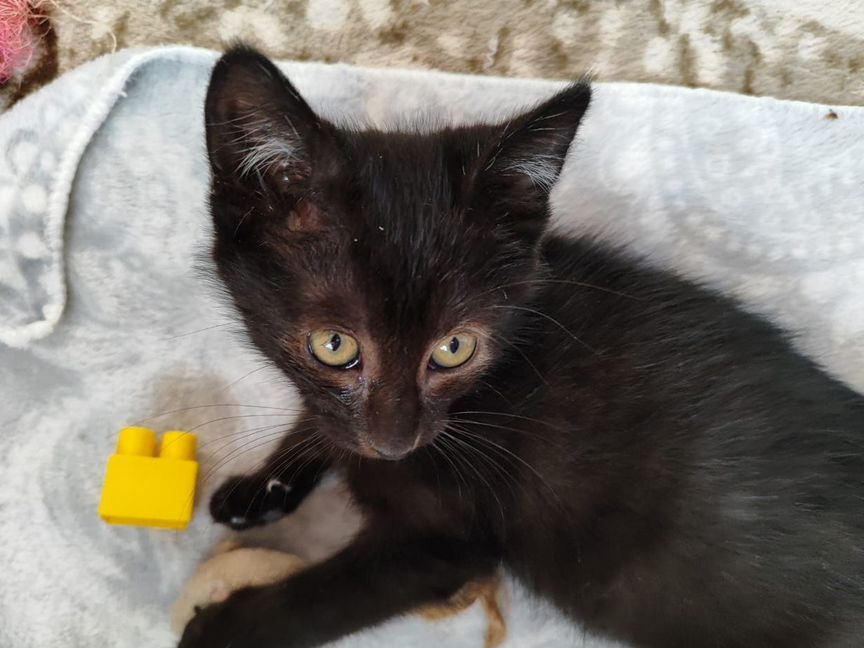 Котенок девочка 2 мес бесплатно