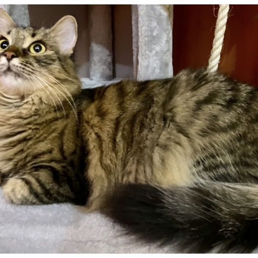 Спасенная Буся ищет дом