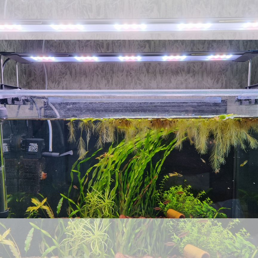 Светильник, Карликовые раки