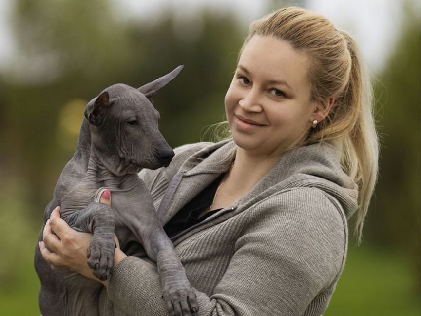 Мексиканская голая собака