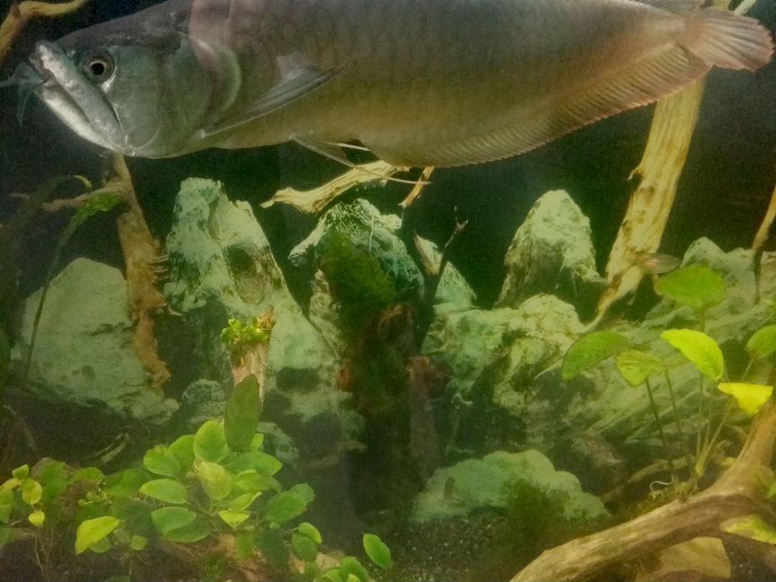 Серебряная арована