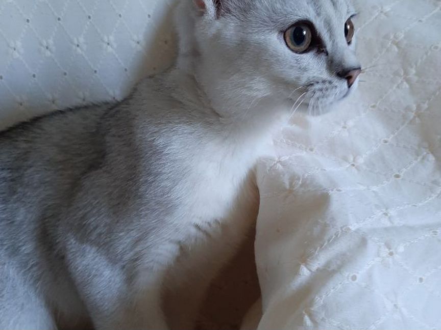 Шотландская кошка