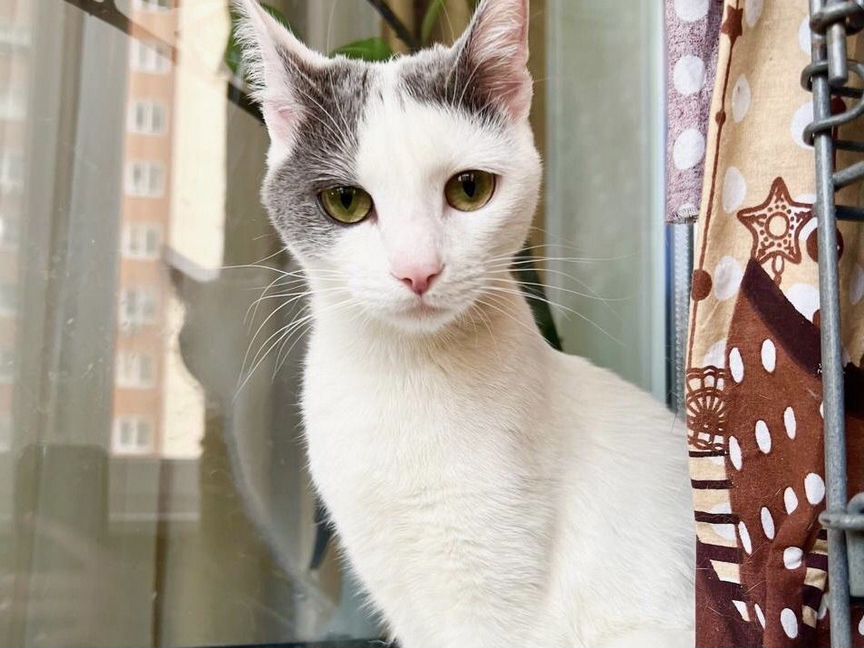 Кошечка Ляля - идеальный ребенок в добрые руки