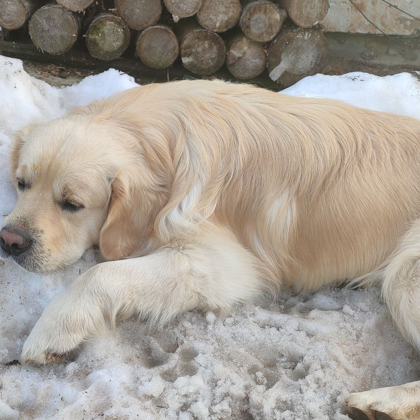 Вязка кобель золотистый ретвилер