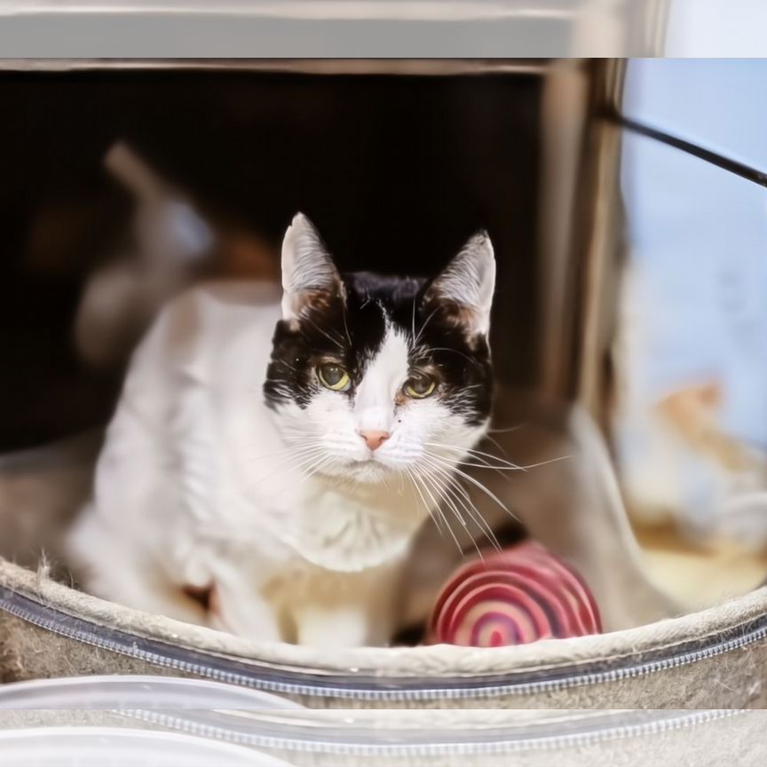 Взрослая, кошка в добрые руки